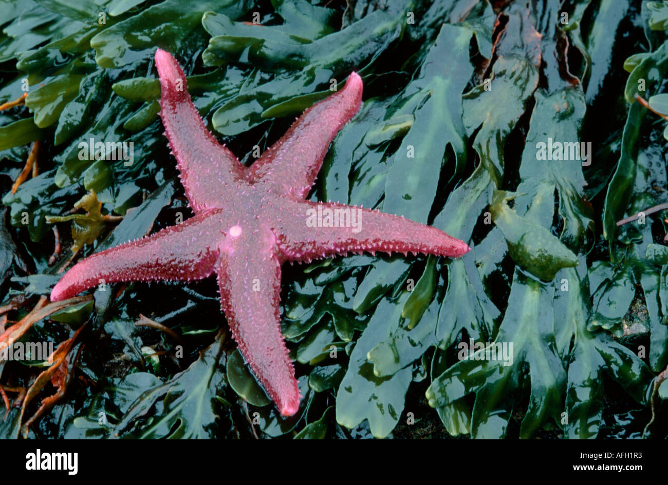 Common Starfish, Wadden Sea, Germany / (Asterias rubens Stock Photo - Alamy