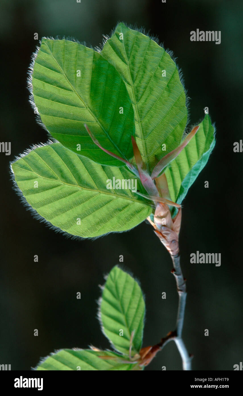 Beech leaves in spring, Germany / (Fagus sylvatica Stock Photo - Alamy