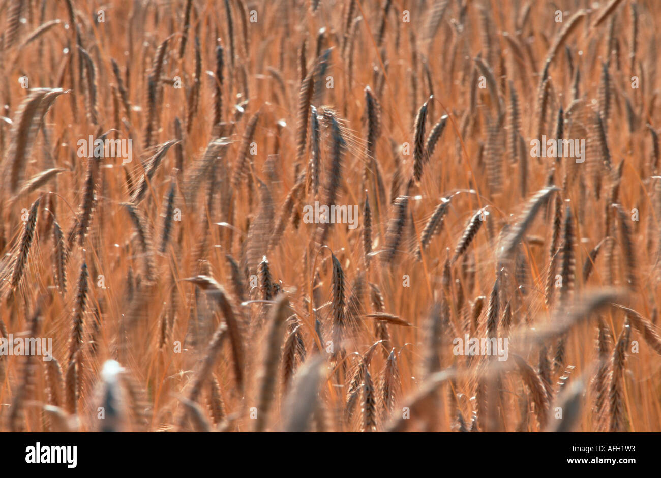 Wheat Field, Mecklenburg-Western Pommerania, Germany / (Triticum durum ...