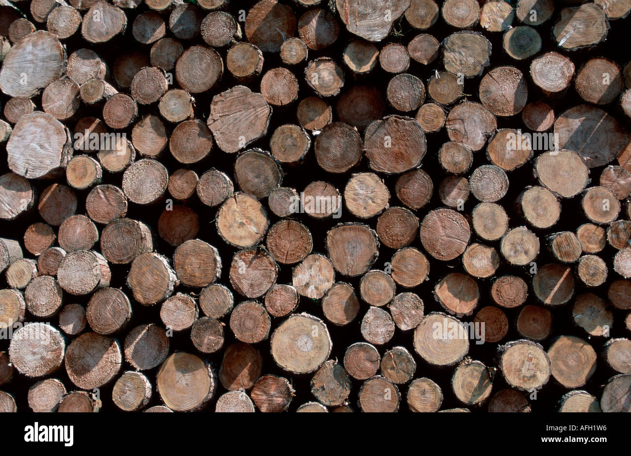 Pile of wood, Common Silver Fir, Schleswig-Holstein, Germany / (Abies ...