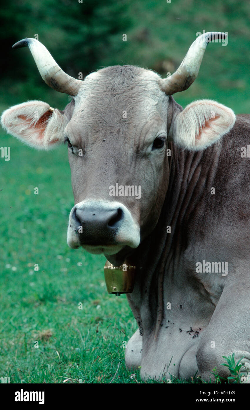 Cattle, cow, Bavaria, Germany Stock Photo - Alamy