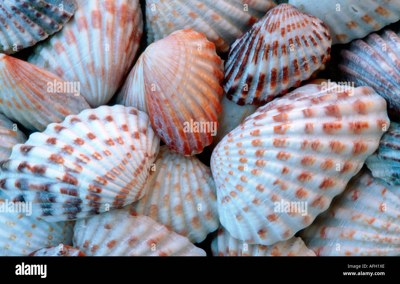 Brad-ripped Cardita Clam shells, Sanibel Island, Florida, USA ...