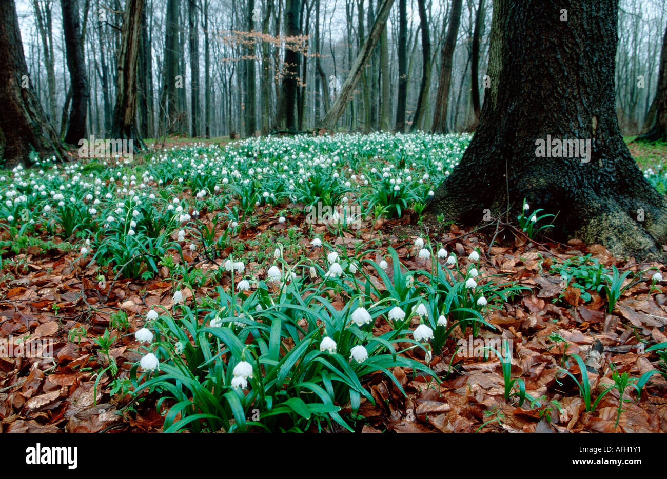 Spring Snowflake, Thuringia, Germany / (Leucojum vernum Stock Photo - Alamy