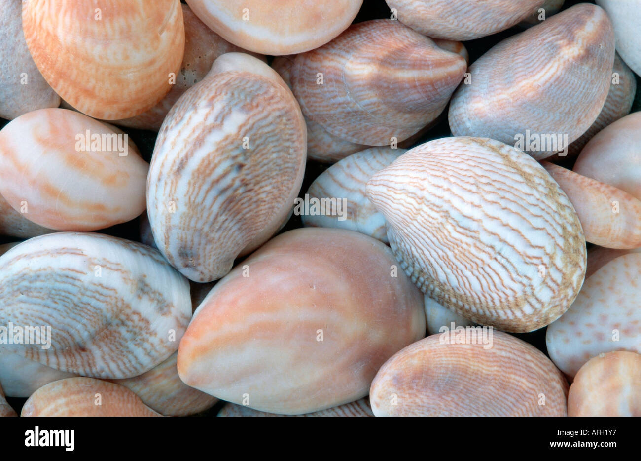 Atlantic Slipper Shells, Sanibel Island, Florida, USA / (Crepidula ...