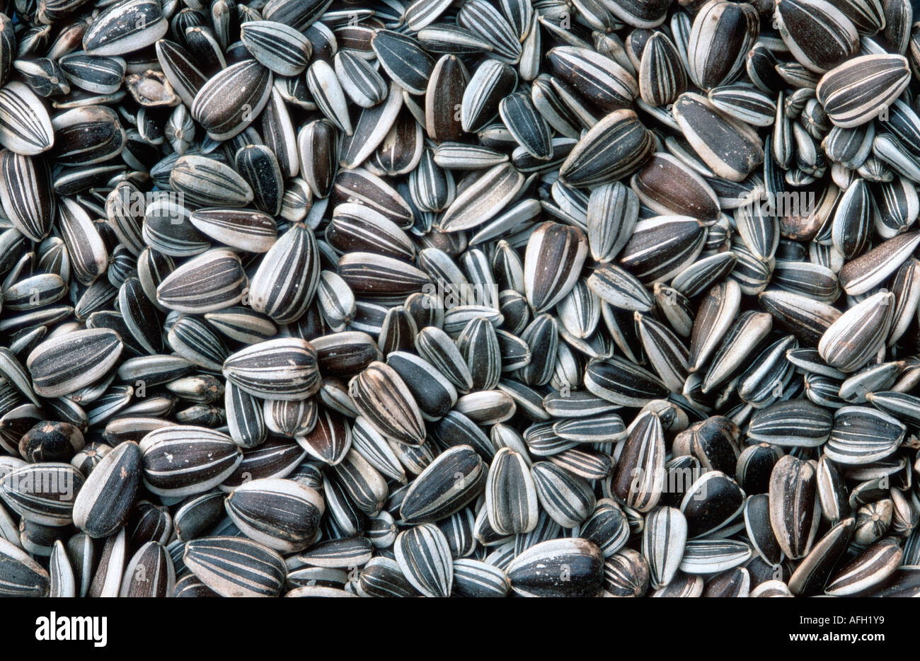 Sunflower seeds / (Helianthus annuus Stock Photo - Alamy
