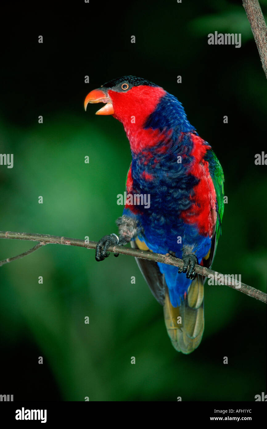 Black-capped Lory / (Lorius lory Stock Photo - Alamy