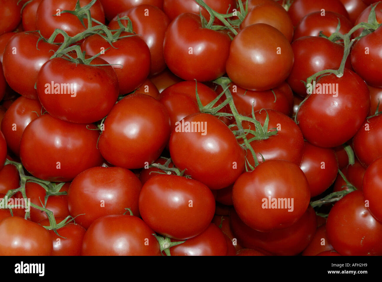 Tomatoe fruits / (Solanum lycopersicum Stock Photo - Alamy