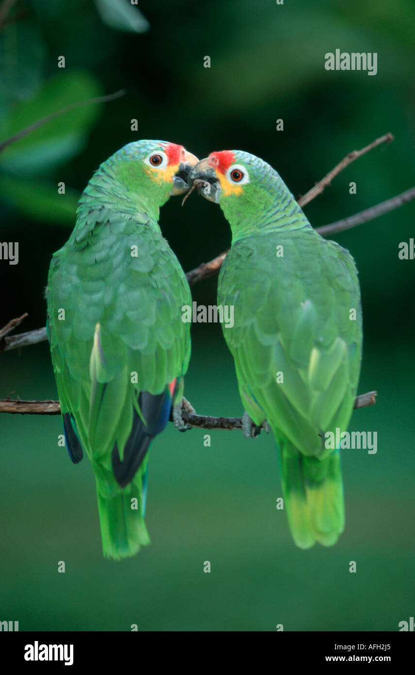 Red-lored Amazons, Honduras / (Amazona autumnalis autumnalis Stock ...