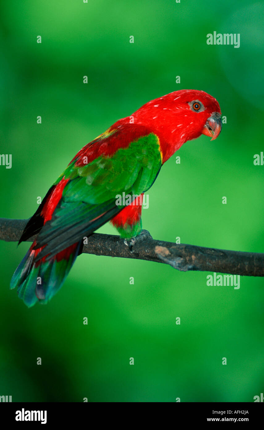 Chattering Lory / (Lorius garrulus Stock Photo - Alamy