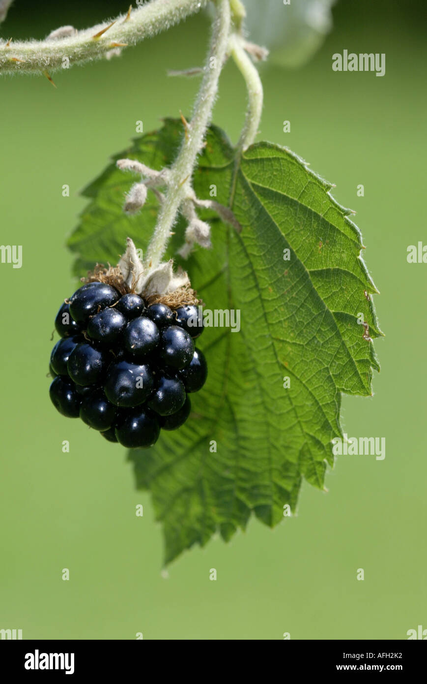 Blackberry / (Rubus fruticosus Stock Photo - Alamy