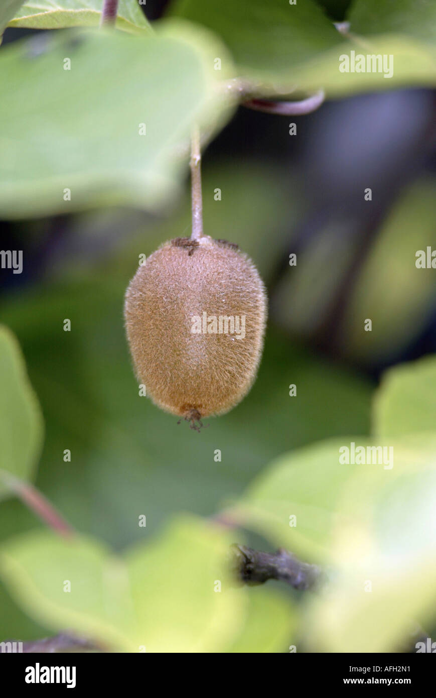 Chinese Gooseberry, fruit on tree / (Actinidia chinensis, Actinidia ...