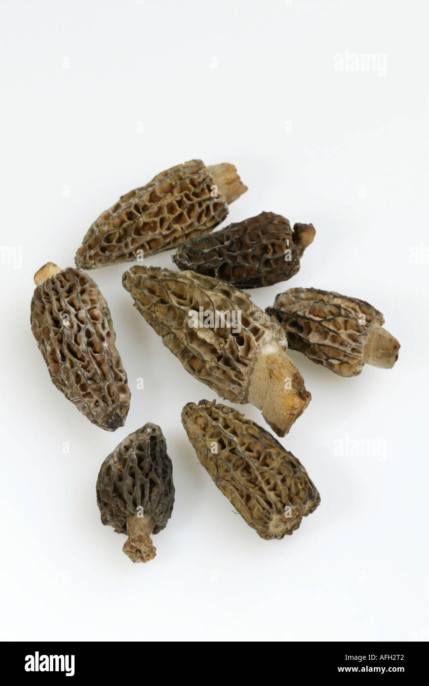 Morels / (Morchella conica Stock Photo - Alamy