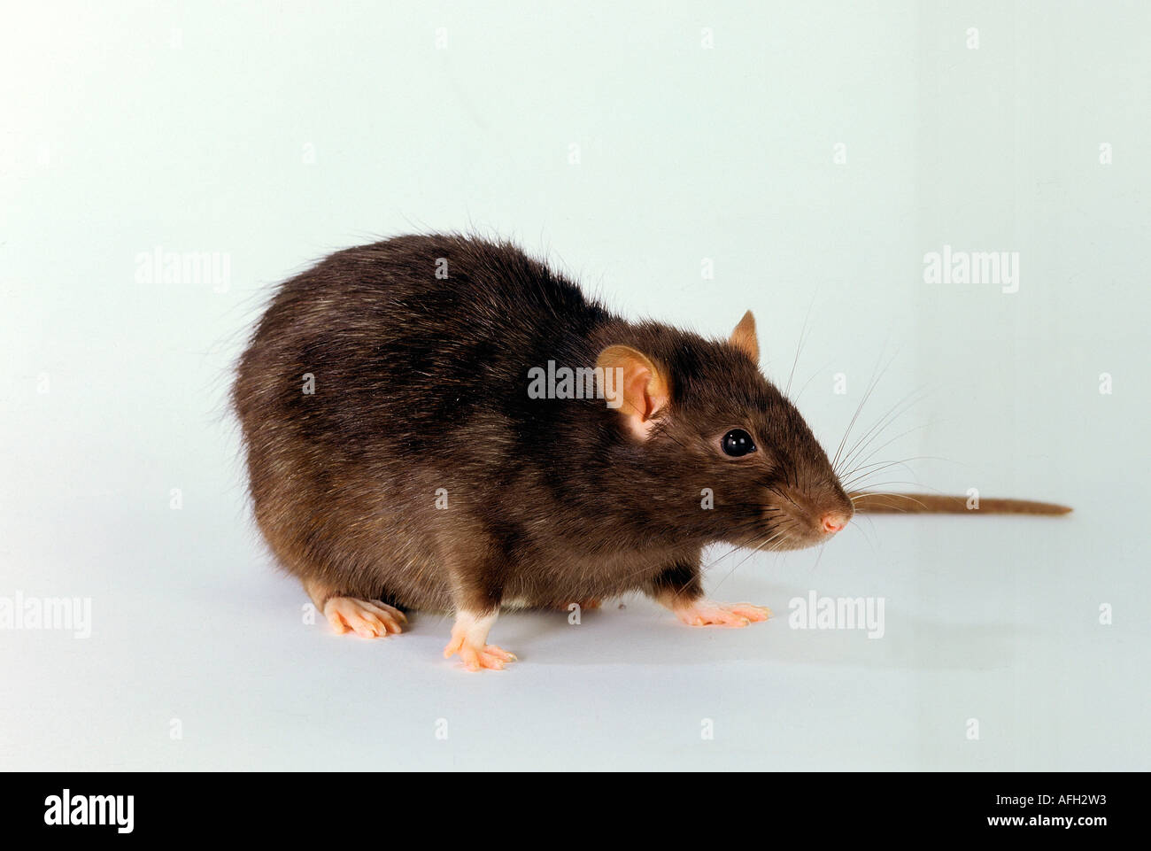 Domestic rat hi-res stock photography and images - Alamy