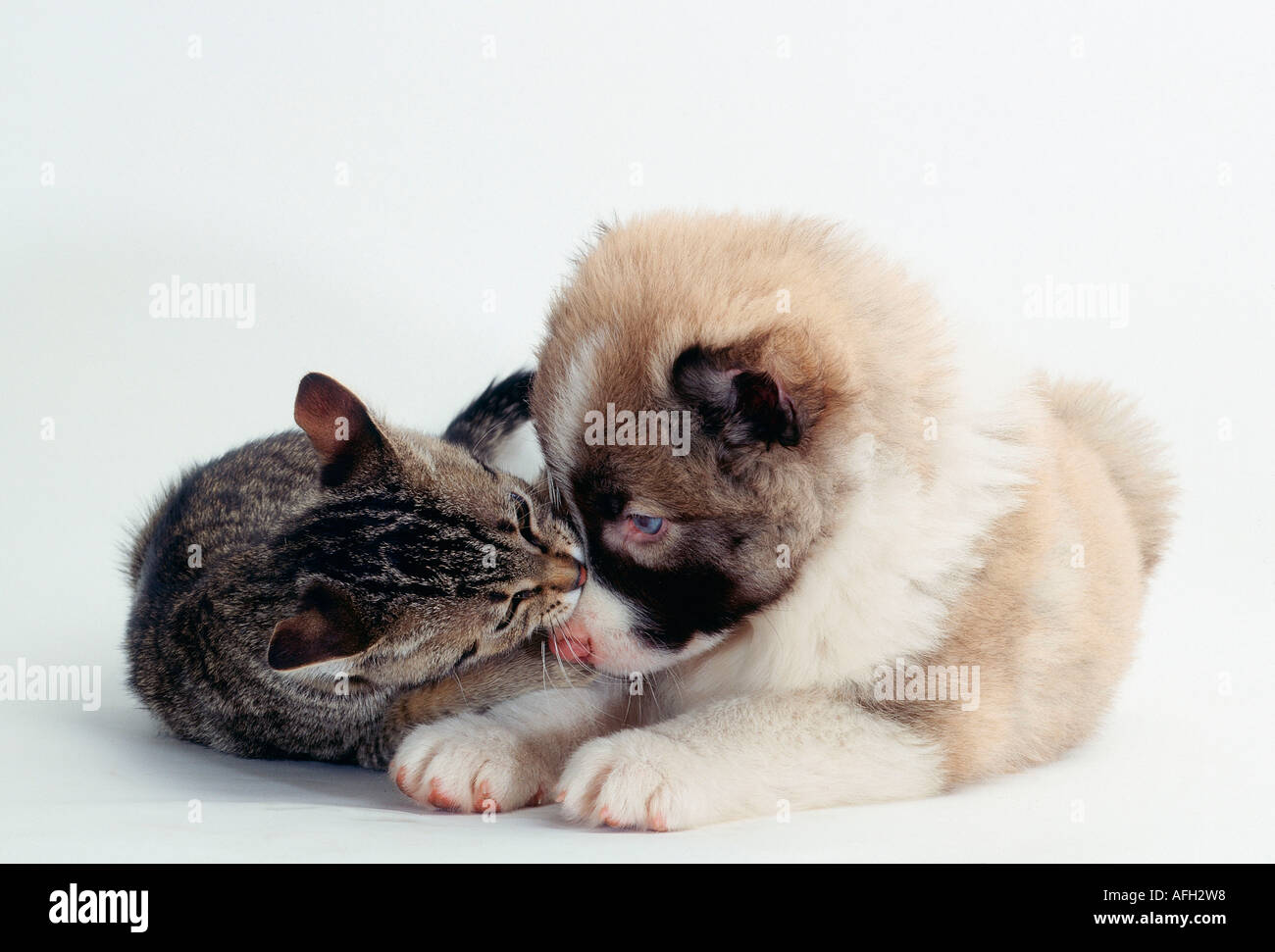 Kittens and puppies hi-res stock photography and images - Alamy