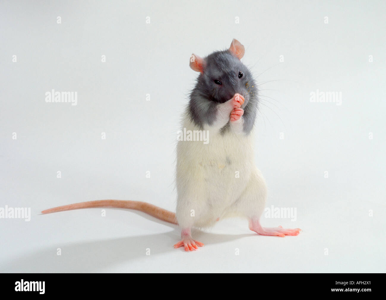 Domestic Rat, blue-hooded Stock Photo - Alamy