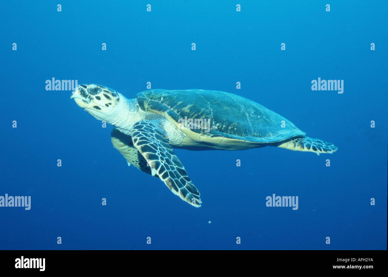 Green sea tortoises chelonia hi-res stock photography and images - Alamy