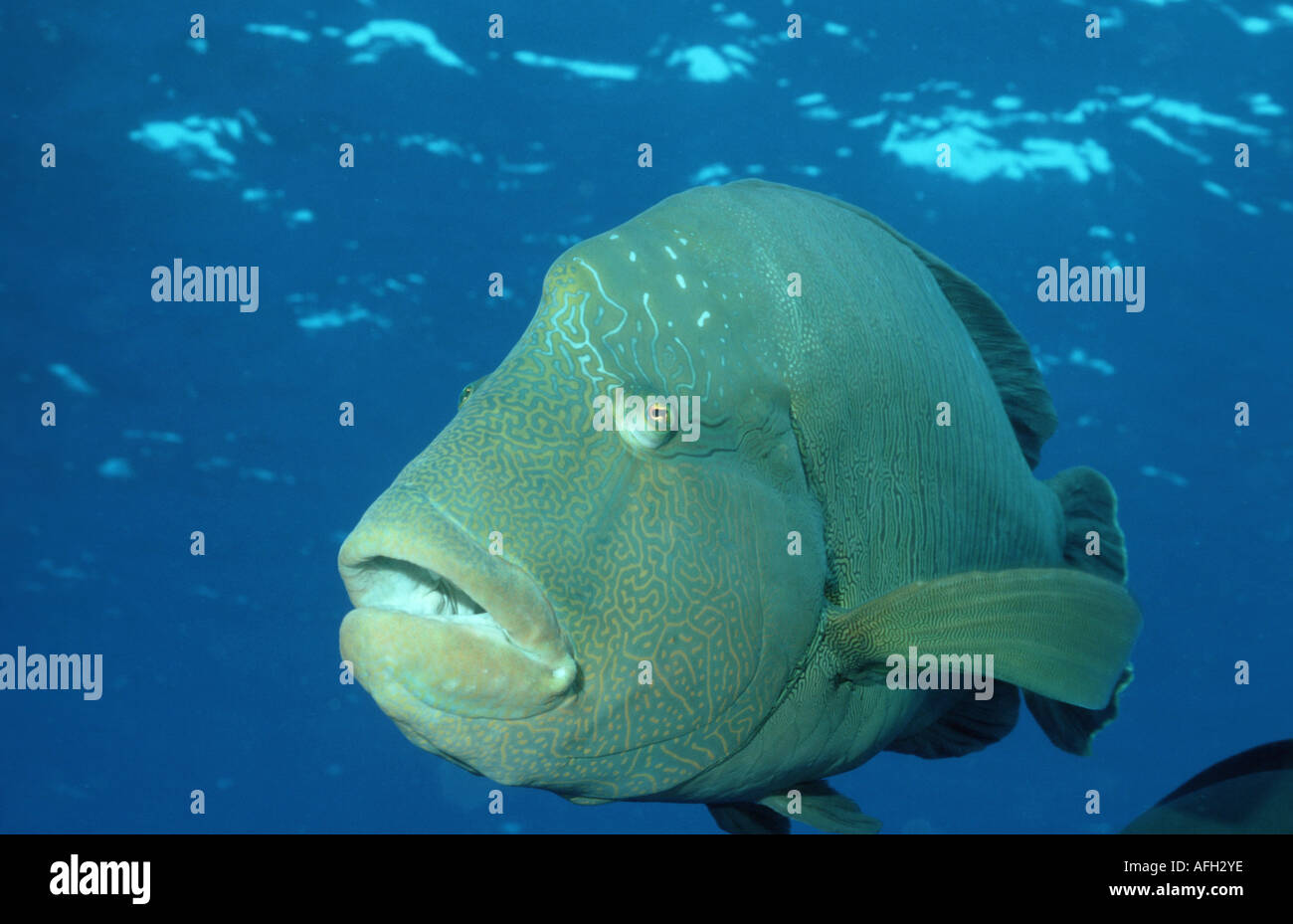 Humphead Wrasse, Red Sea / (Cheilinus undulatus Stock Photo - Alamy