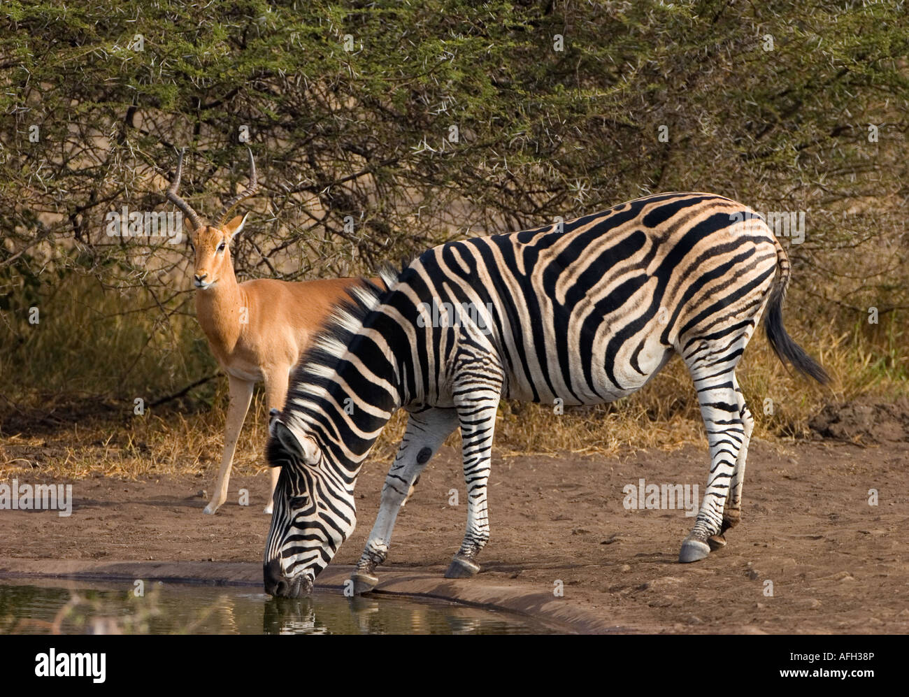 burchells zebra and impala at waterhole Stock Photo - Alamy