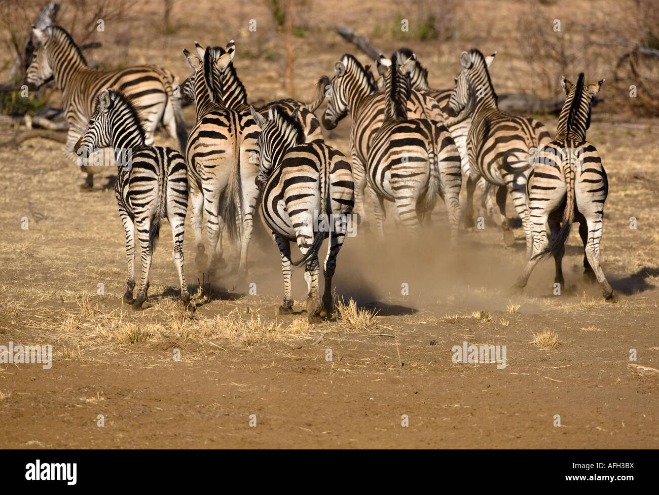 burchells zebra herd running Stock Photo - Alamy