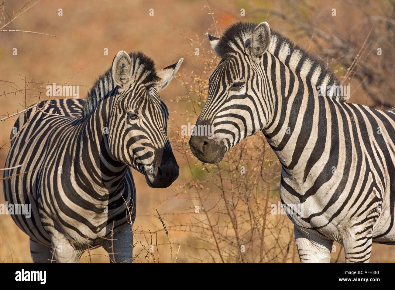 burchells zebra interaction Stock Photo - Alamy