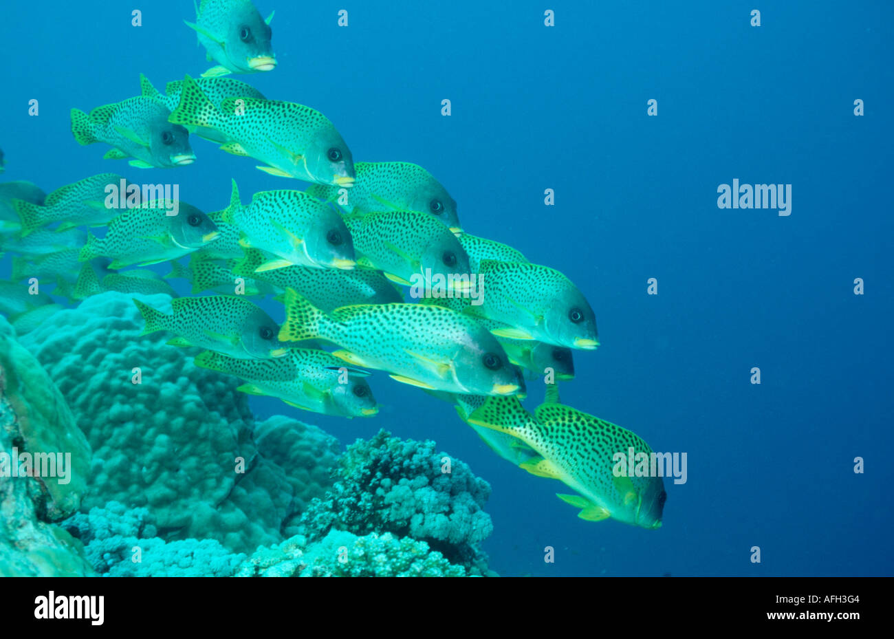 Blackspotted Sweetlips, Red Sea / (Plectorhynchus gaterinus Stock Photo ...