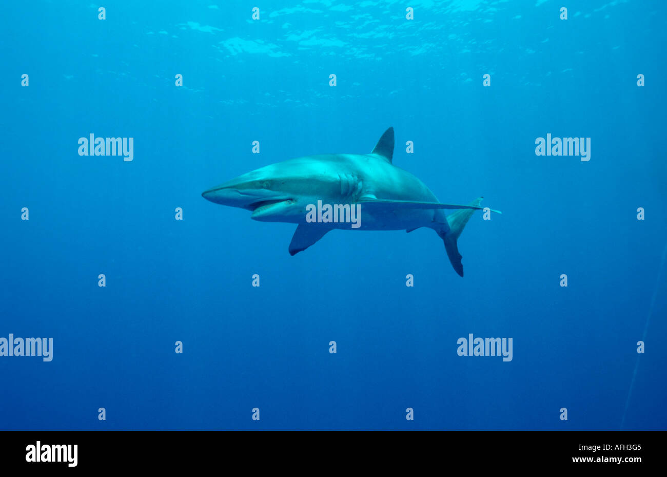 Carcharhinus falciformis red sea hi-res stock photography and images ...