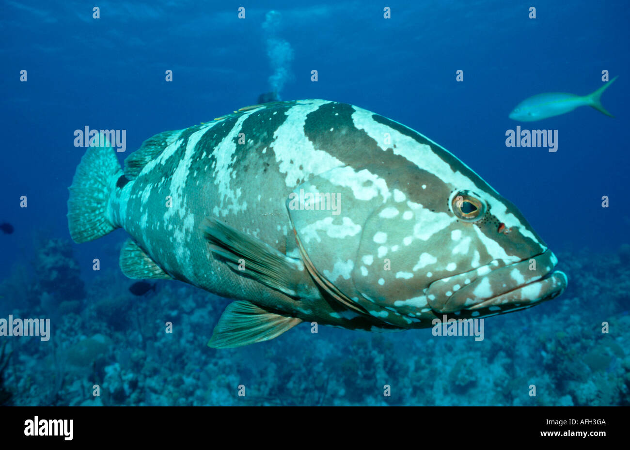 Nassau Grouper, Carribean Sea / (Epinephelus striatus Stock Photo - Alamy