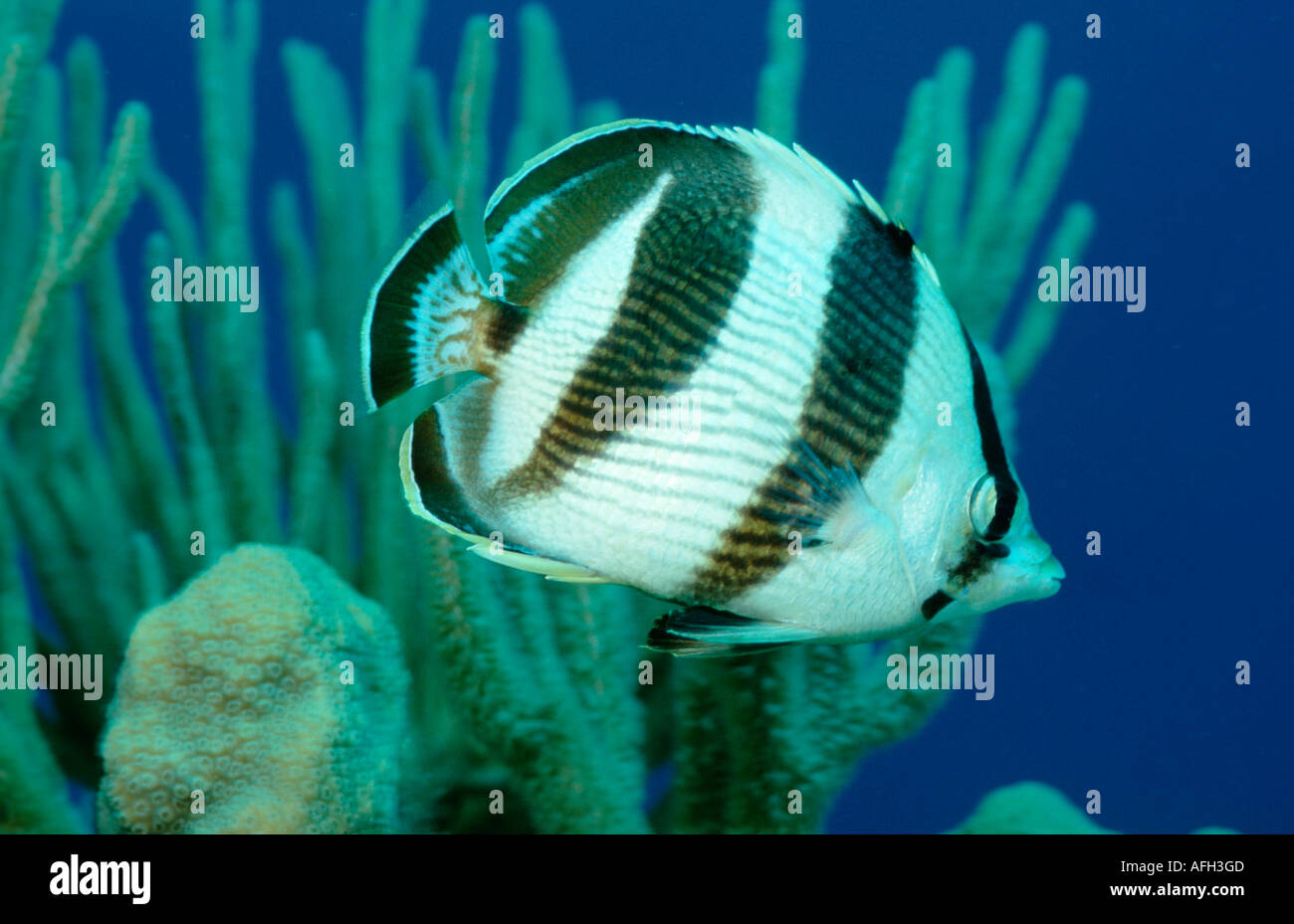 Banded Butterflyfish, Carribean Sea / (Chaetodon striatus Stock Photo ...