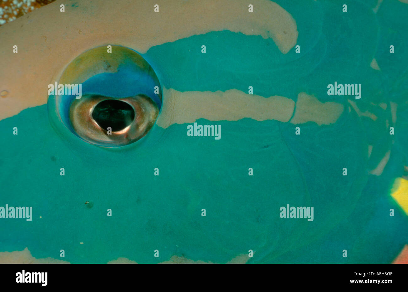 Parrotfish eye hi-res stock photography and images - Alamy