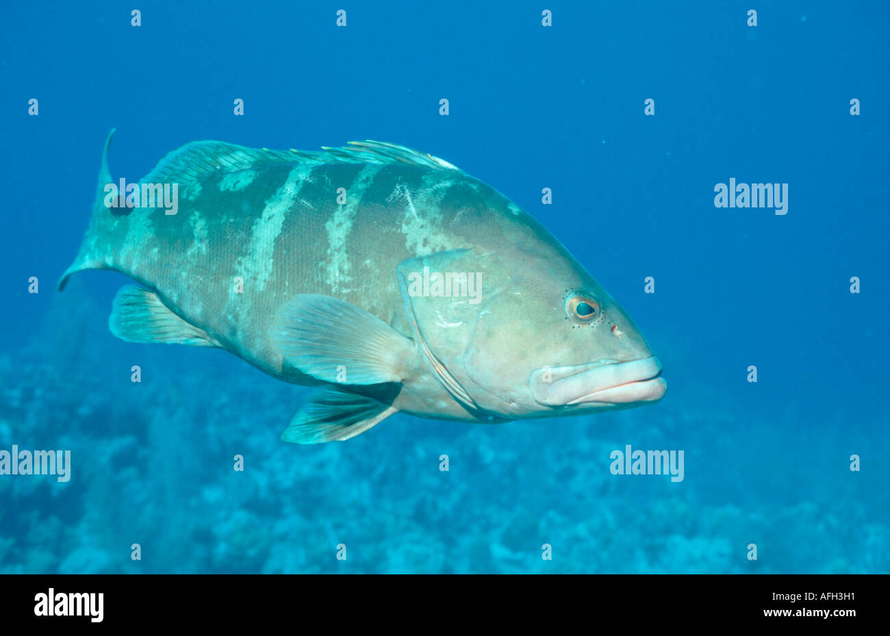 Nassau Grouper, Carribean Sea / (Epinephelus striatus Stock Photo - Alamy