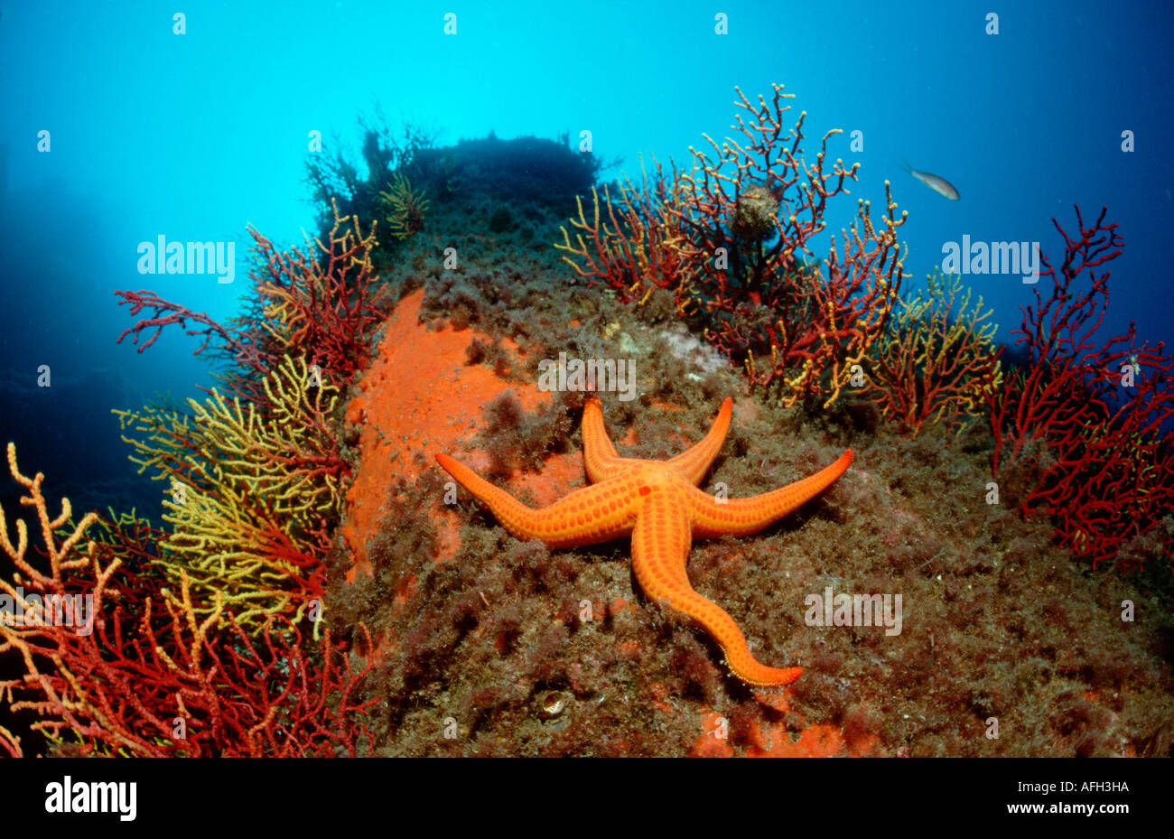 Starfish on coral reef, Mediterranean Sea / (Hacelia attenuata Stock ...