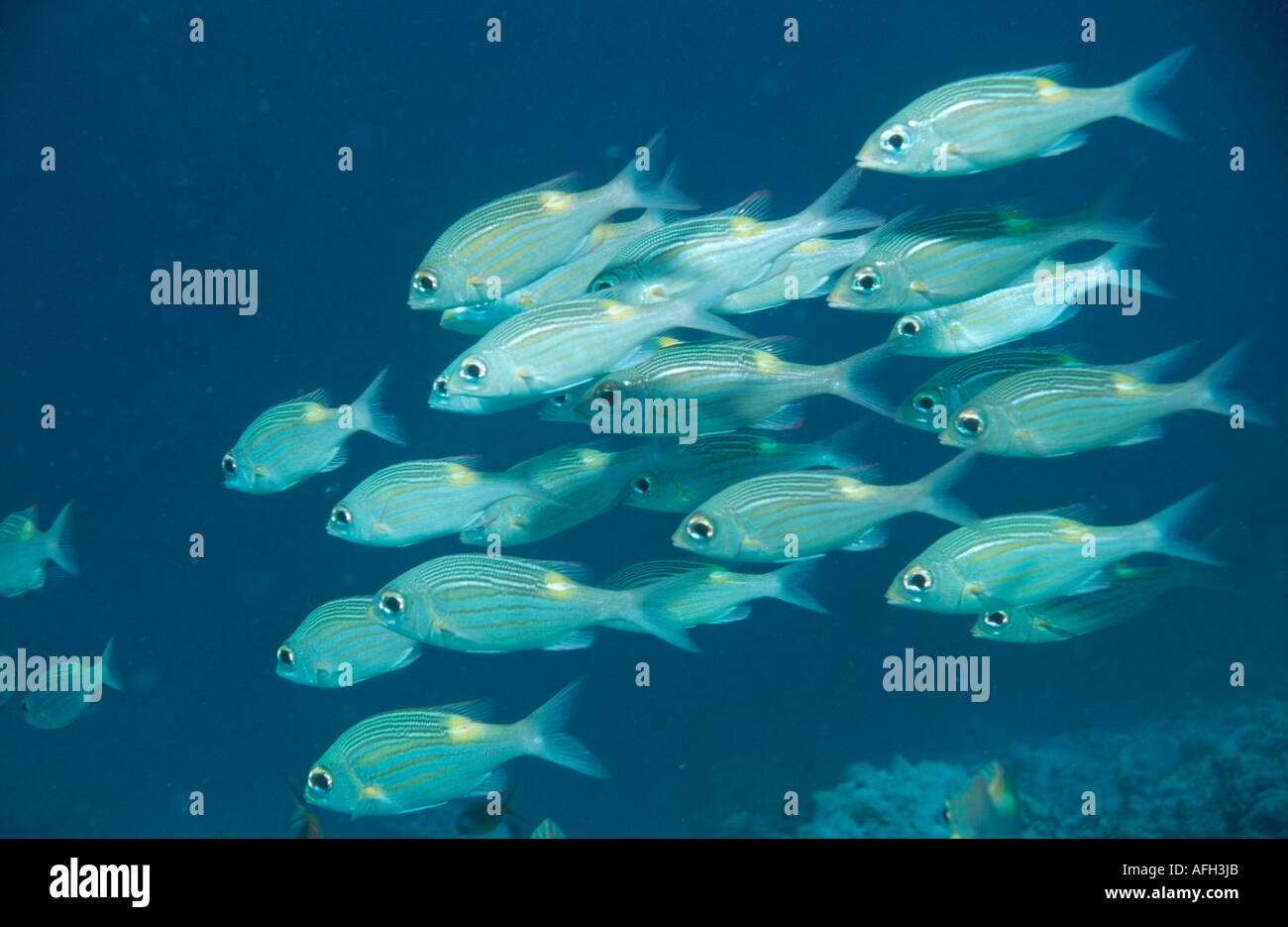 Blue-banded Snapper, Red Sea / (Lutjanus kasmira Stock Photo - Alamy