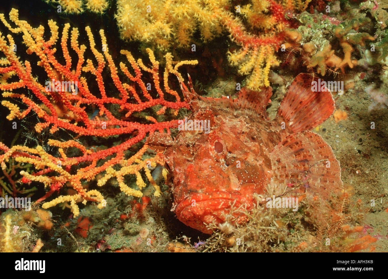 Large scaled scorpionfish hi-res stock photography and images - Alamy