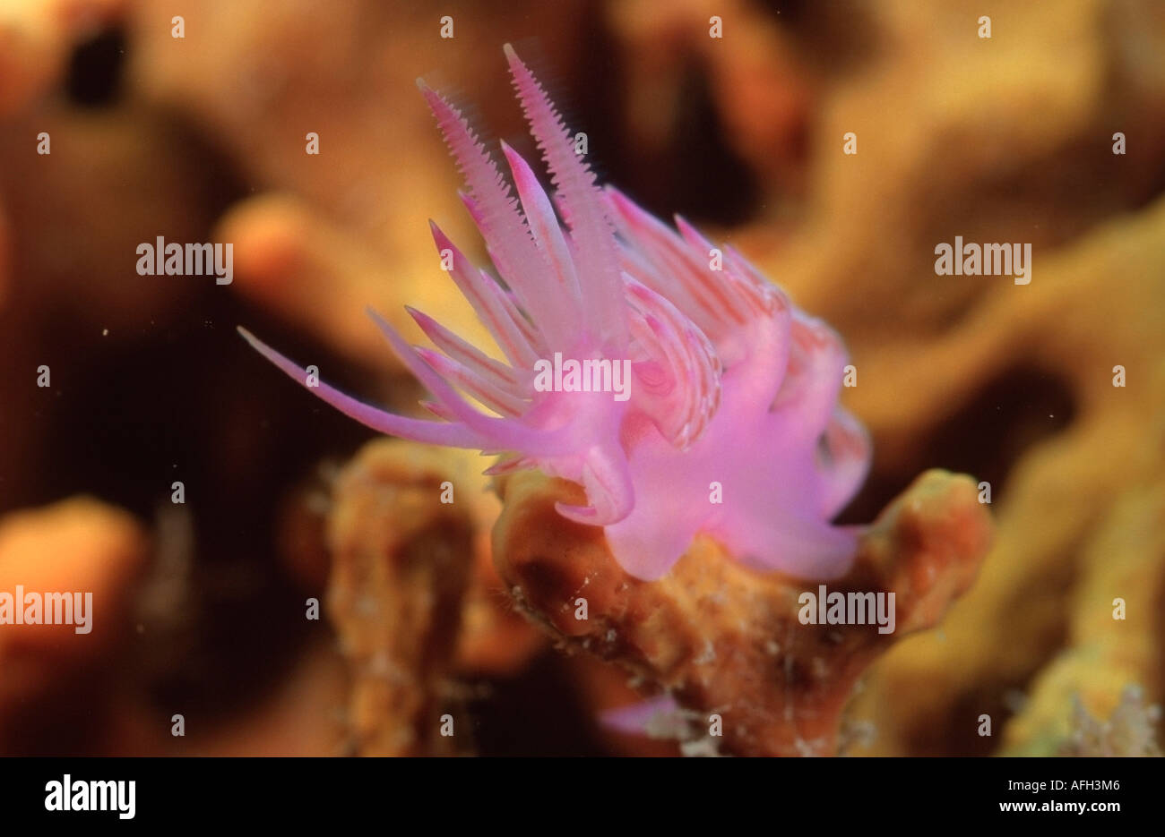 Violet sea snails hi-res stock photography and images - Alamy