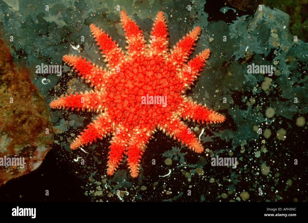 Common Sun Star, Norway / (Crossaster papposus Stock Photo - Alamy