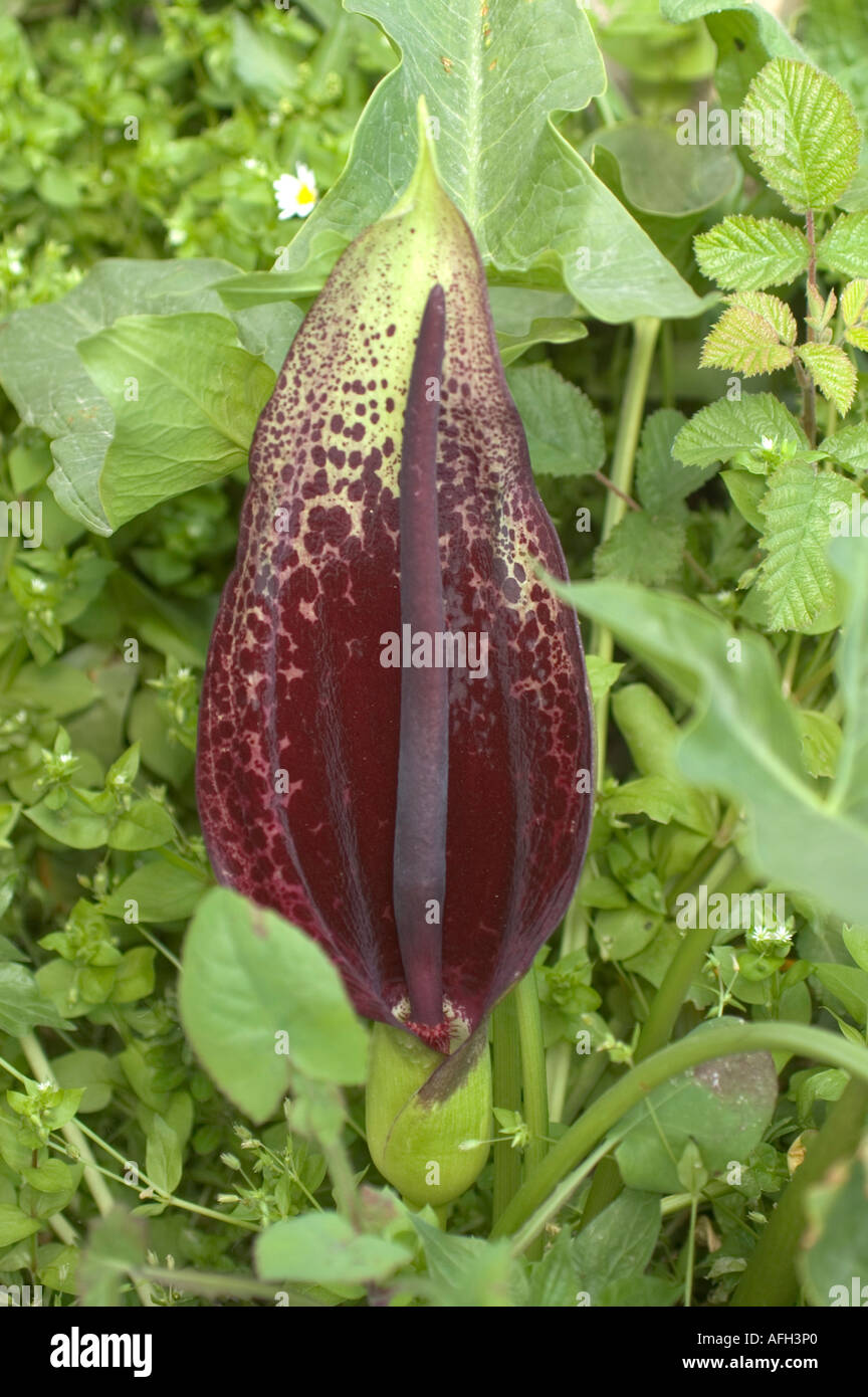 Arum maculatum Lords and Ladies Aronstab Stock Photo - Alamy