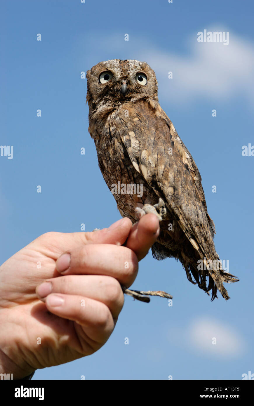 Scops owl otus in hi-res stock photography and images - Alamy