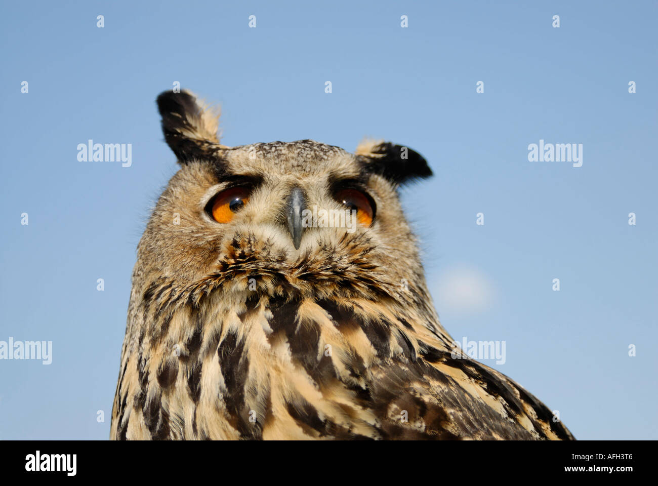 Bubo Bubo eagle owl bird Stock Photo - Alamy