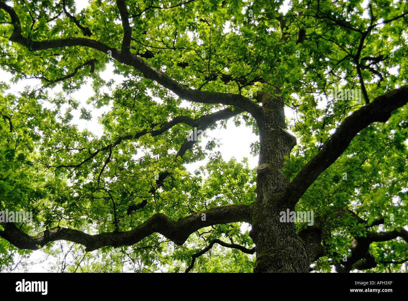 Broad leafed tree hi-res stock photography and images - Alamy