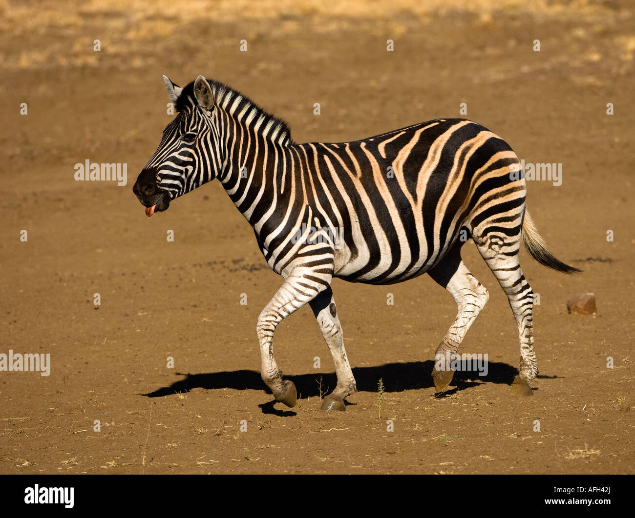 burchells zebra running Stock Photo - Alamy