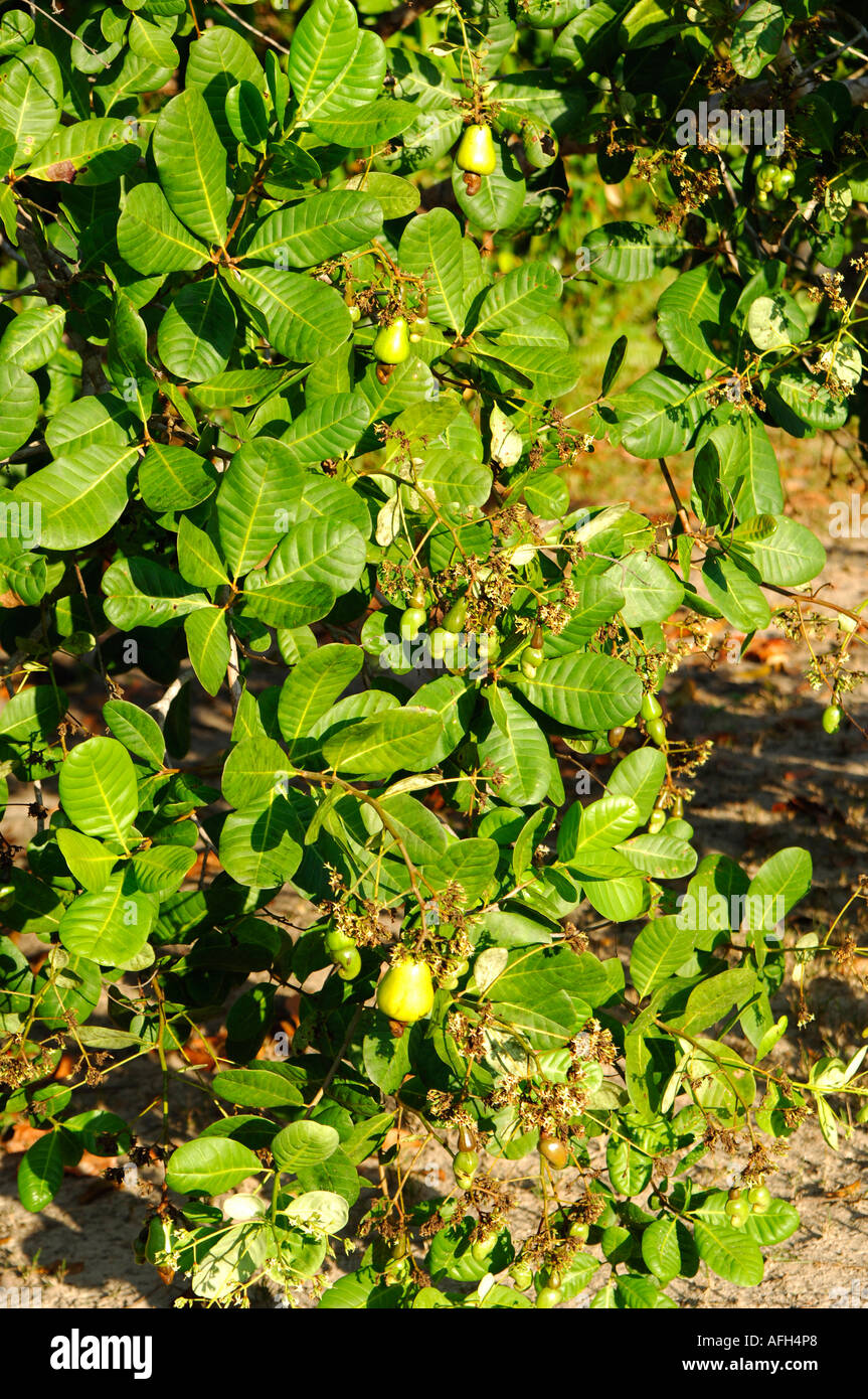 Cashew tree Anacardium occidentale with nuts Brazil Stock Photo - Alamy