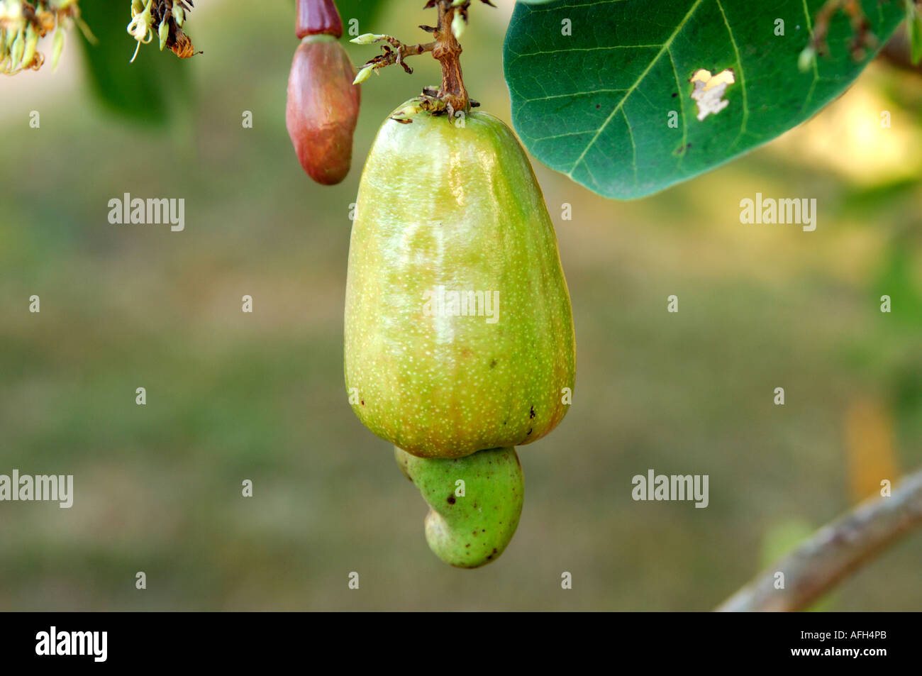 Fruit of the Cashew tree Anacardium occidentale Brazil Stock Photo - Alamy