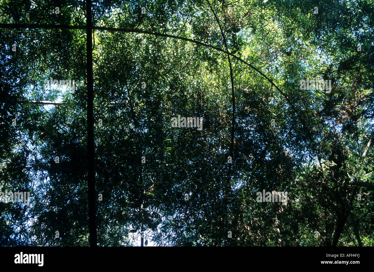 Bamboo canes in Forest Stock Photo - Alamy