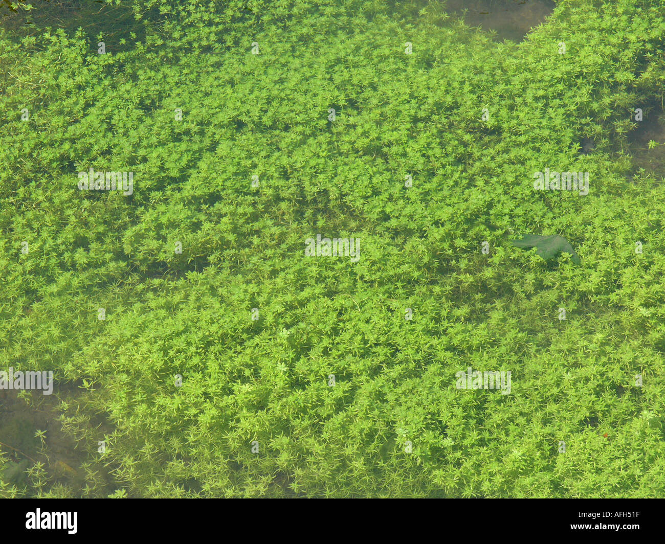 Sea grasses underwater hi-res stock photography and images - Alamy
