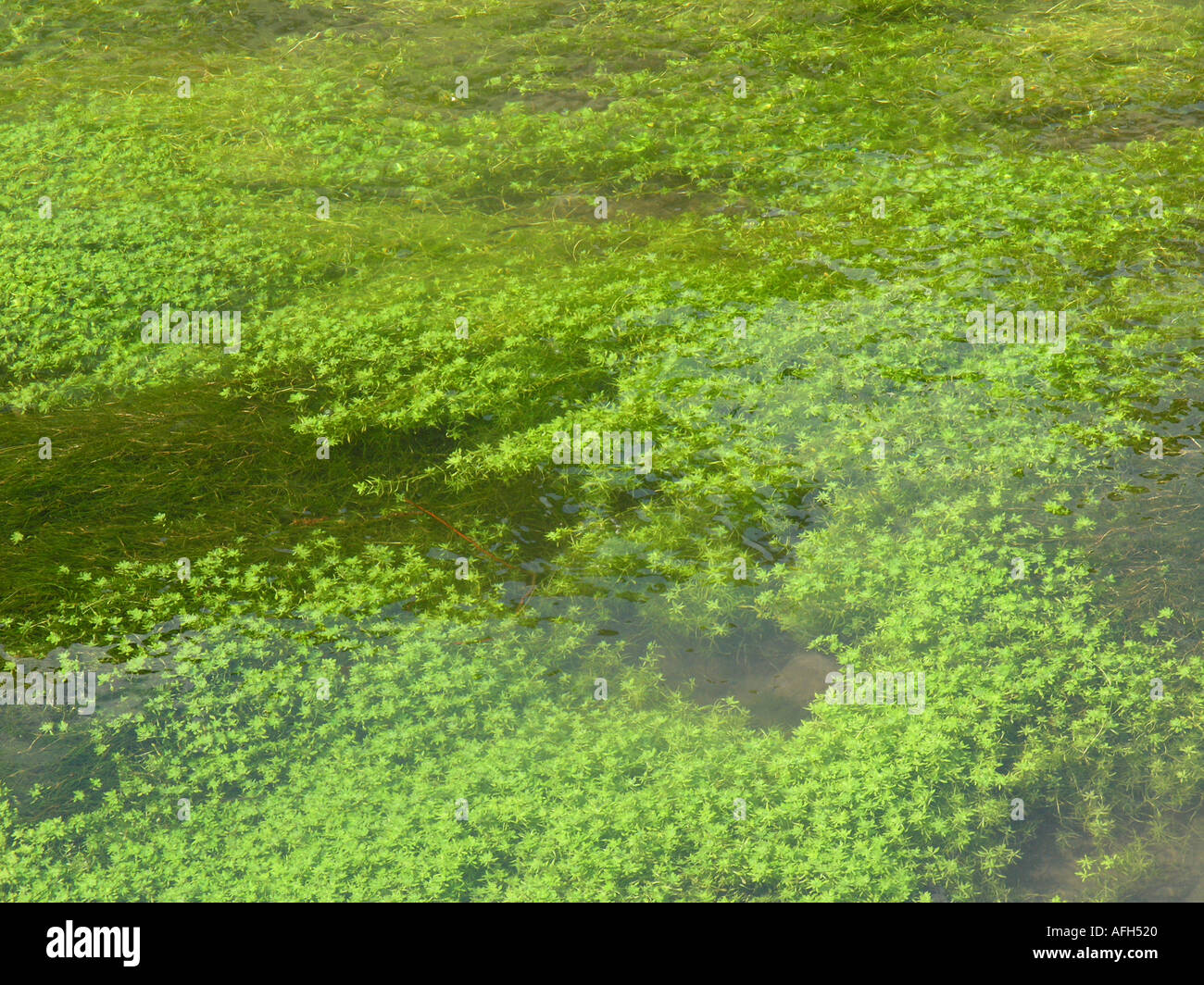 Sea grasses underwater hi-res stock photography and images - Alamy