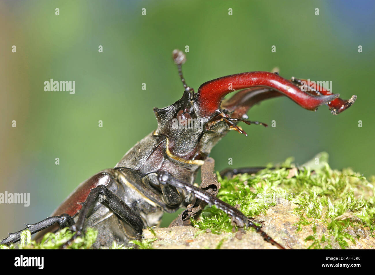 Stag Beetle male Lucanus cervus Stock Photo - Alamy