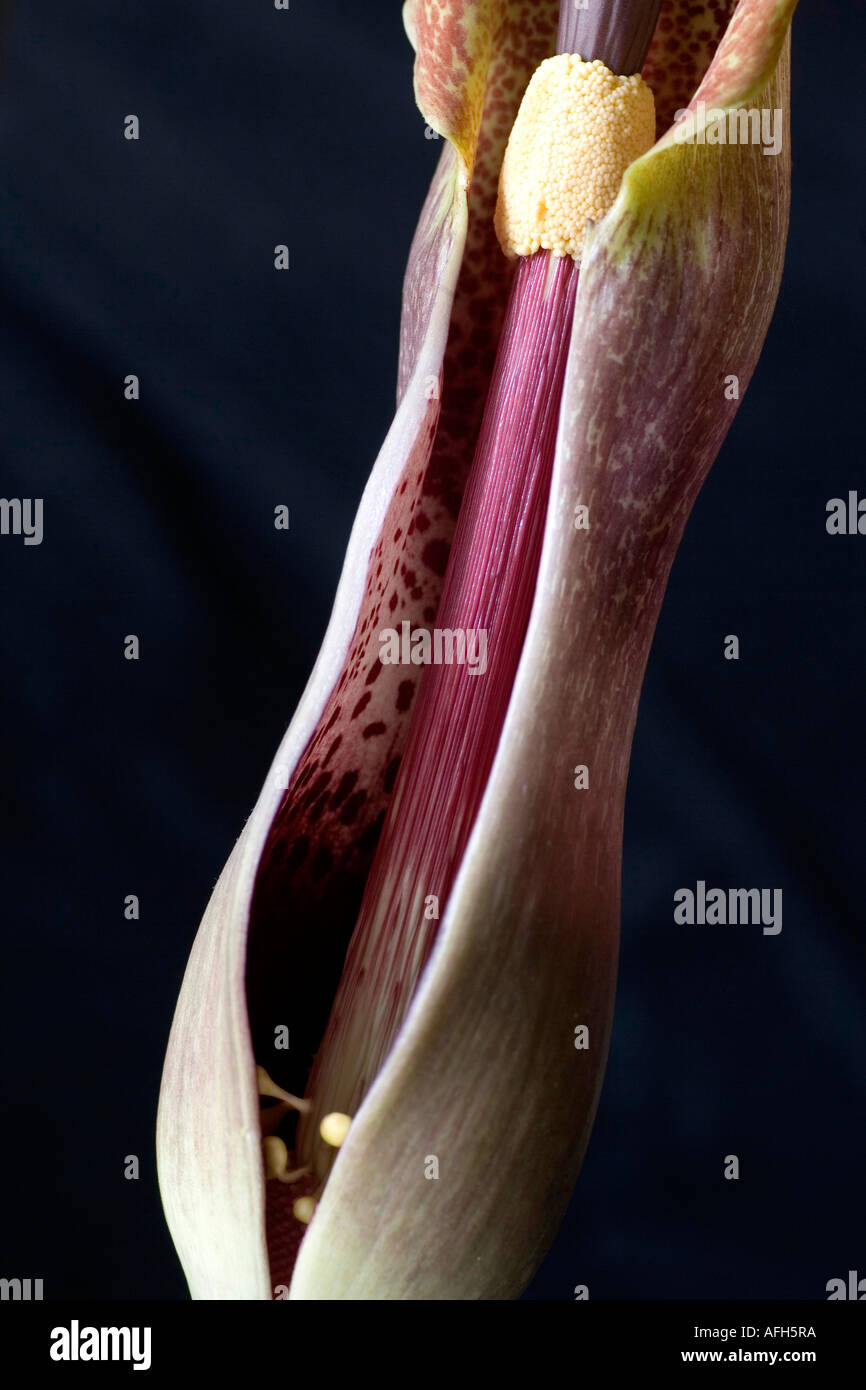 Miracleplant hi-res stock photography and images - Alamy