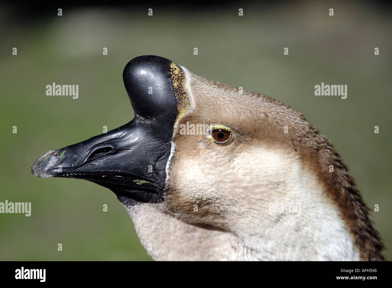 Goose heads hi-res stock photography and images - Alamy