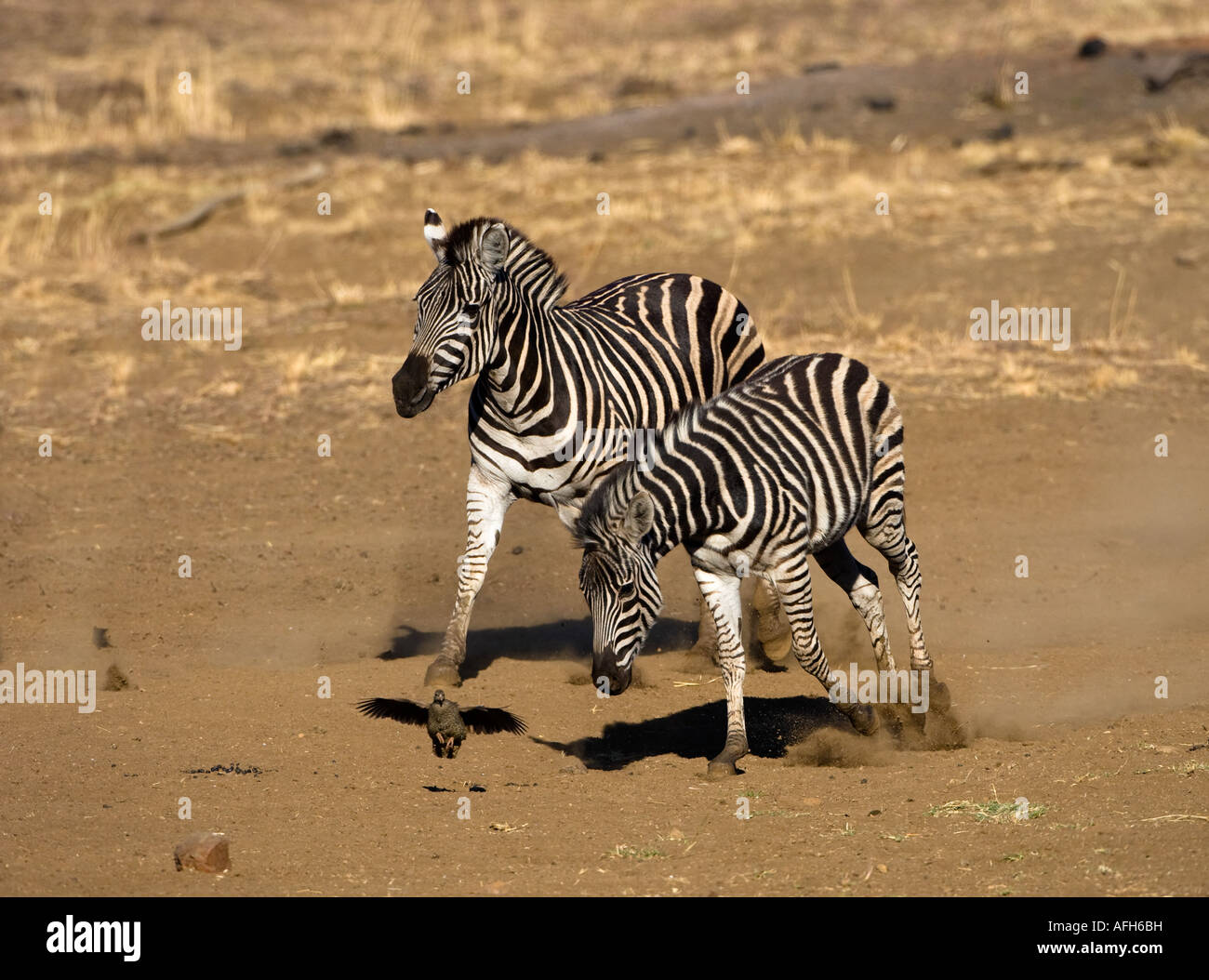 Zebras running hi-res stock photography and images - Alamy