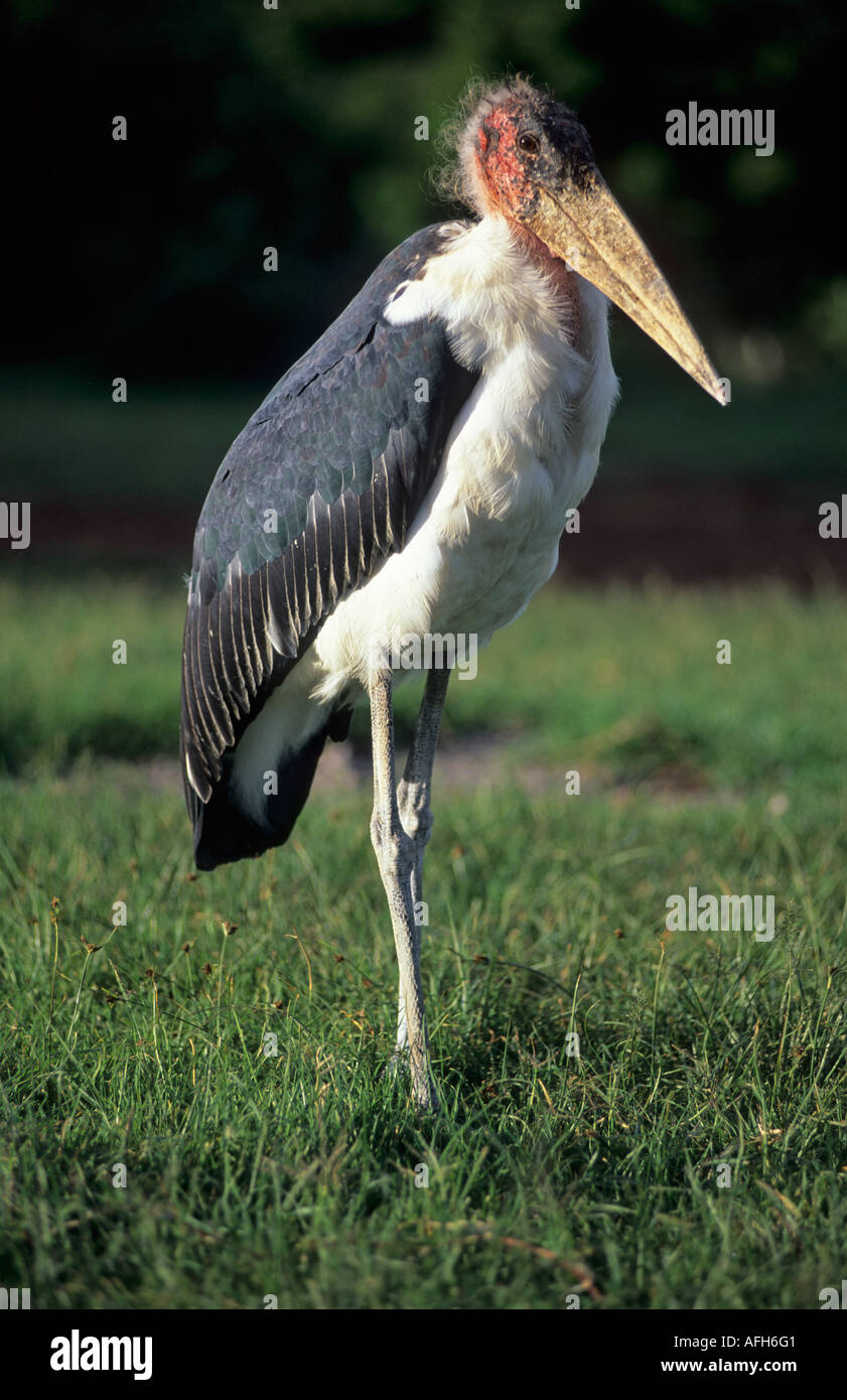 Marabu on a meadow at Ngorongoro Conservation Area, Tanzania Stock ...